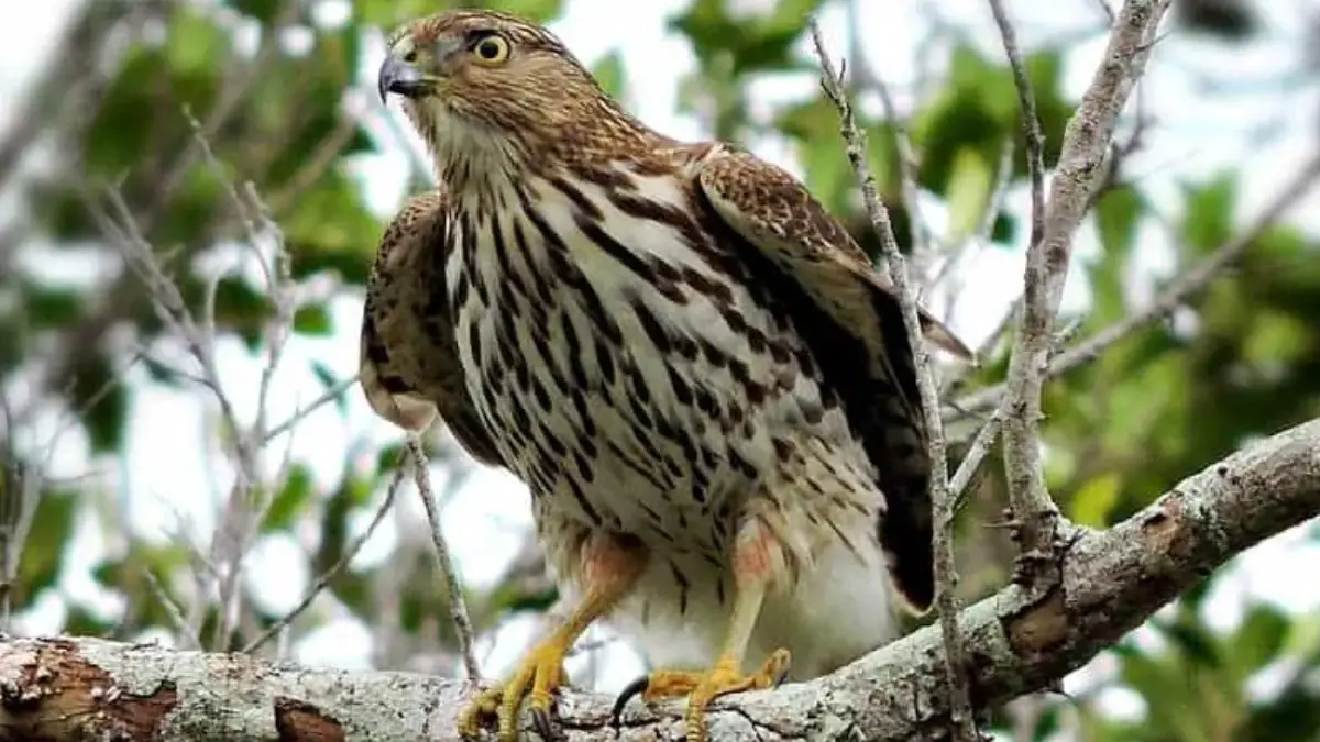Hawk Identification Guide: Types, Characteristics, And Photos