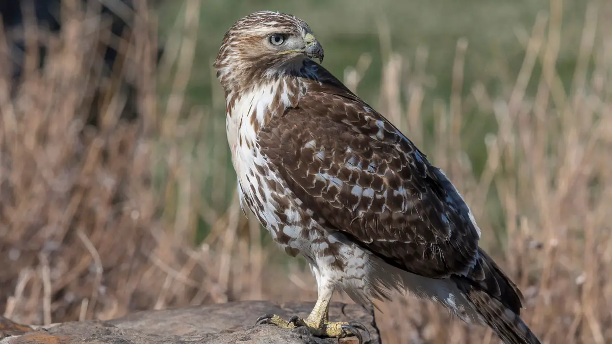 7 Hawk Predators: What Animal Eats a Hawk?