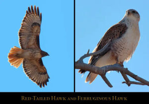 Hawk Identification Guide: Types, Characteristics, And Photos