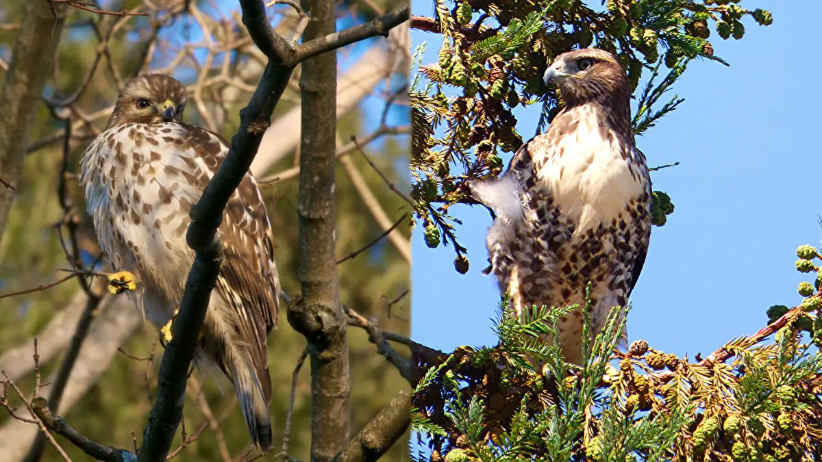 Hawks Vs Falcons: Appearance, Behavior, And Hunting Styles