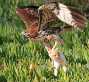 Hawks Diet: What Do Hawks Eat? (Including Common Hawks)