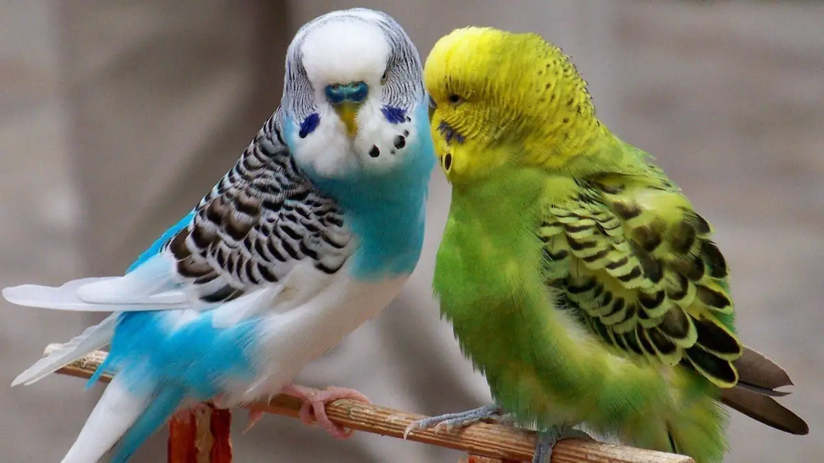 How Long Can A Budgie Live With A Tumor