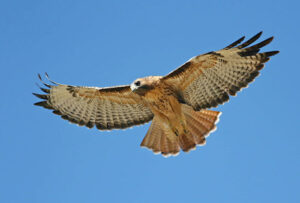 Hawk Identification Guide: Types, Characteristics, And Photos