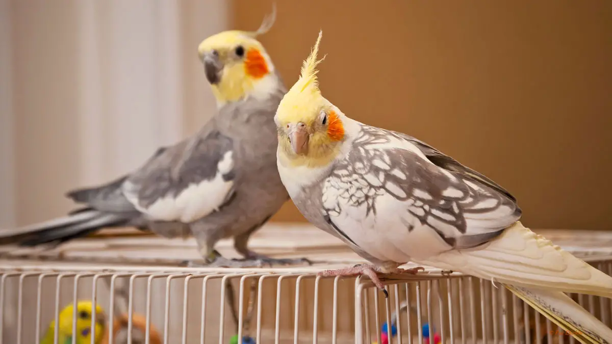 How To Introduce A New Cockatiel To Your Existing Birds?