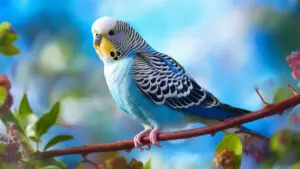 Budgie Cere Chart: A Beginners Guide To Understanding Cere