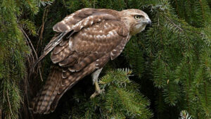Do Hawks Migrate? Understanding the Fascinating Journey of Hawk Migration