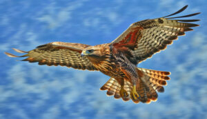 Hawk Identification Guide: Types, Characteristics, And Photos