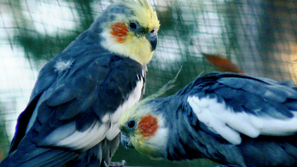 Male Vs Female Cockatiel How To Tell If Its A Male Or Female