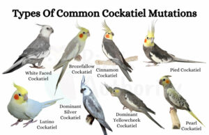 Cockatiel Colors and Mutations: Understanding the Variety