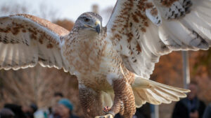 The Anatomy of a Hawk: Understanding Their Physical Features