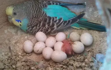 Parakeet Eggs