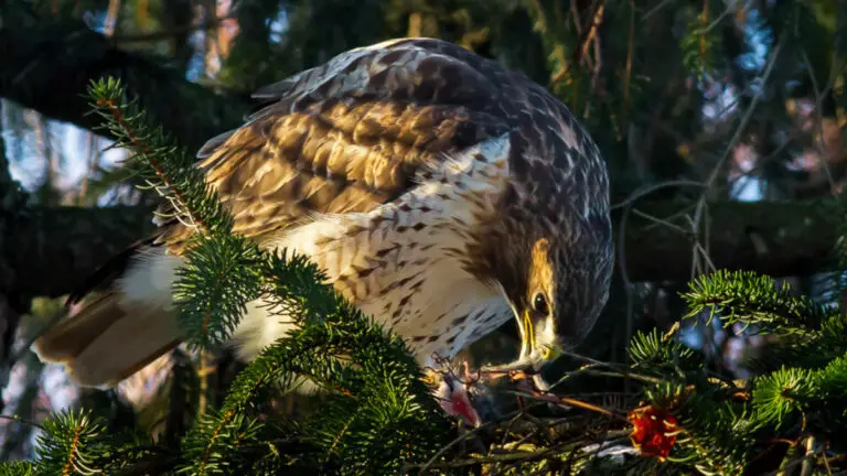 The Anatomy of a Hawk: Understanding Their Physical Features