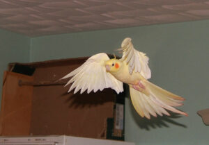 Cockatiel Flying: How to Teach a Cockatiel to Fly Safely?