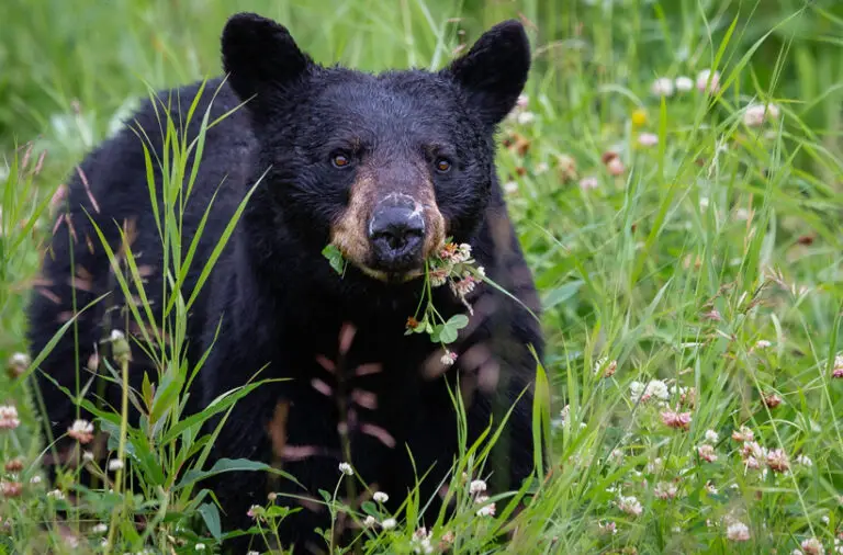 10 Owl Predators: What Eats An Owl? A Complete List