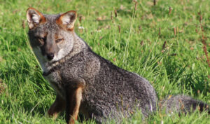 Are Foxes in Danger? Do Owls Eat Foxes?