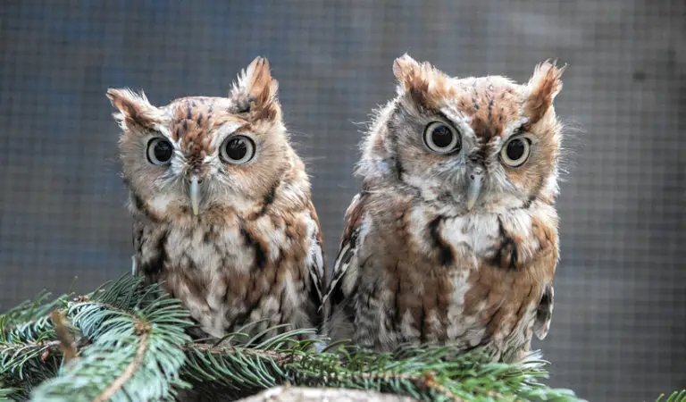 Do Owls Eat Snakes? Exploring Their Diet