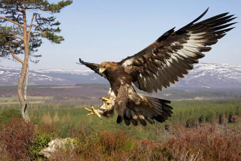 10 Owl Predators: What Eats An Owl? A Complete List