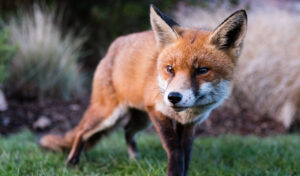 10 Owl Predators: What Eats An Owl? A Complete List