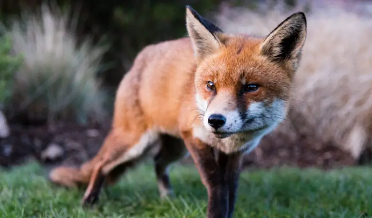 10 Owl Predators: What Eats An Owl? A Complete List