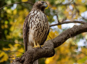 10 Owl Predators: What Eats An Owl? A Complete List