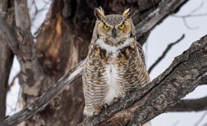 10 Owl Predators: What Eats An Owl? A Complete List