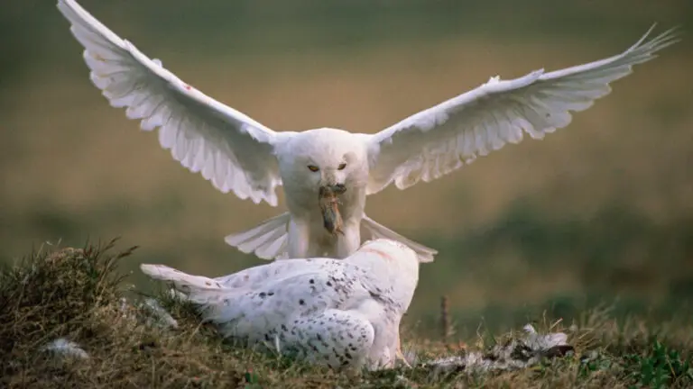 What Do Owls Eat? A Complete List Of Food Owl Eats