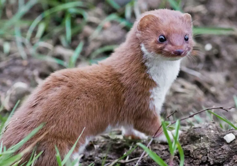 10 Owl Predators: What Eats An Owl? A Complete List