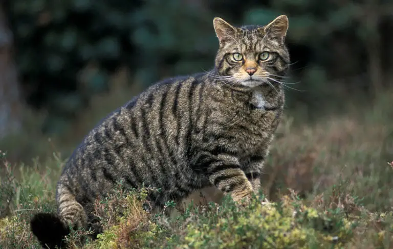 10 Owl Predators: What Eats An Owl? A Complete List