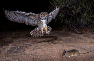 Do Owls Eat Mice? A Comprehensive Analysis
