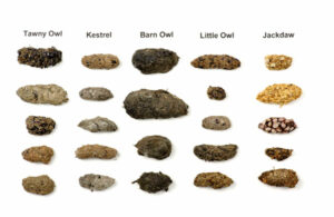 The Owl's Digestion: What Is an Owl Pellet?