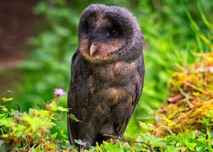 Exploring Owl Appearance: What Color Are Owls?