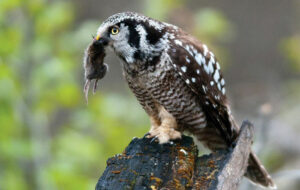 Exploring Owl Appearance: What Color Are Owls?