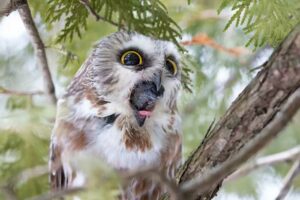 Unveiling Facts: Do Owls Poop?