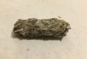 Unveiling Facts: Do Owls Poop?